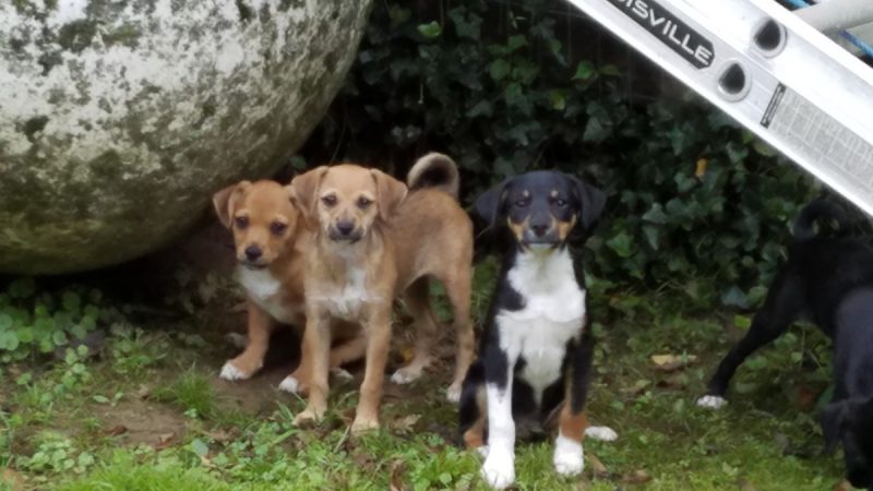 Meet Our Rescues - Cherokee Humane Society